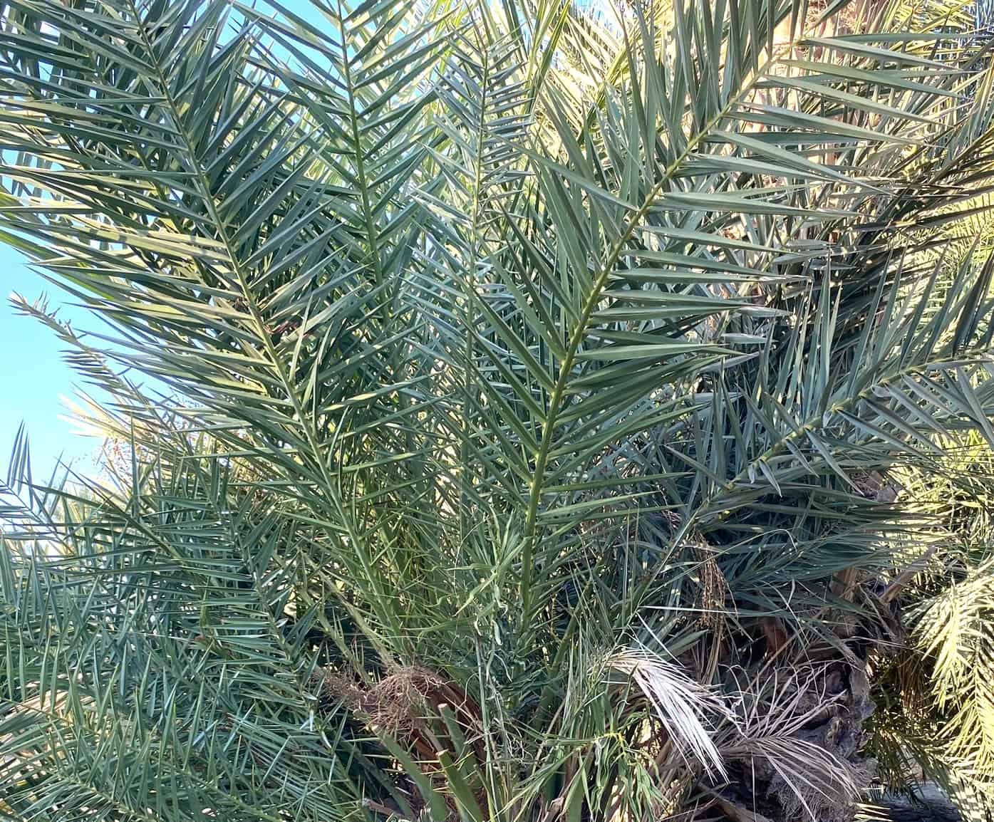Palm Branches Welcome - Garden In Delight